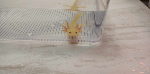 Santa's #1 Elf (4" GFP Lucy) | Mysite