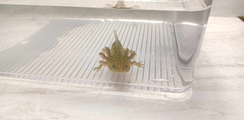 Balzaq (4" Super GFP Wild Type) | Mysite