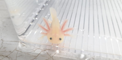 Zesty Dragon (3" GFP Lucy) | Mysite