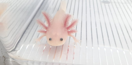 Sugar Bumps (4" Lucy) | Mysite