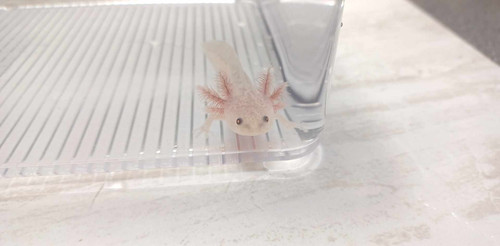 Nuggy Ripper (3" Light Copper Axanthic) | Mysite