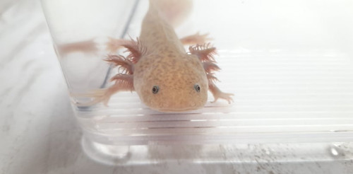 Toffee Flavored Contacts (5" Copper) | Mysite