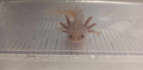 Tangy Shoelaces (4" Light Copper Axanthic) | Mysite