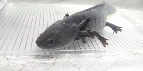 Vision (7" Melanoid) FEMALE | Mysite