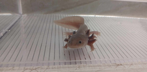 Yule Log (4" Copper Melanoid) | Mysite