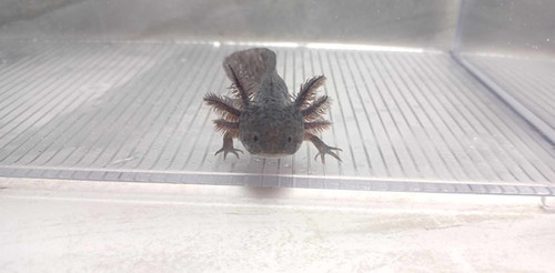 Clee Torres (4" Axanthic) | Mysite