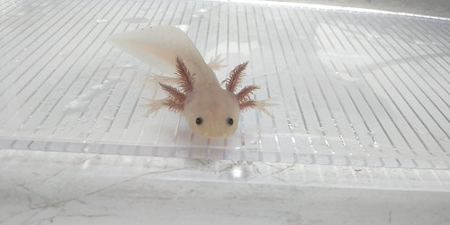 Panini Head (3" Copper Mel) | Mysite