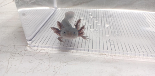 Grandma Perfume (5"-6" Lavender Melanoid ) | Mysite