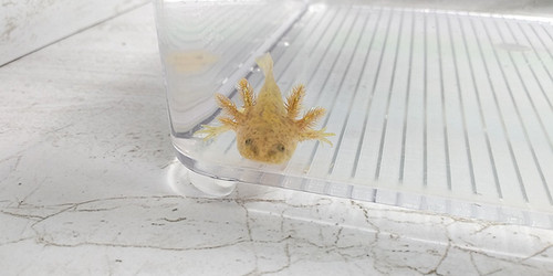 Meatball Martin Luther King Jr. Blvd (3" Copper ) | Mysite