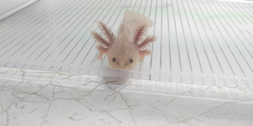 Mikey McMac (3" Melanoid Axanthic Copper MAC) | Mysite