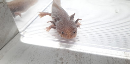 Saucy Burnin' Love (6" Copper Axanthic ) | Mysite