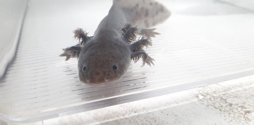 Mushy Cuddly Wuddly (5.5" Melanoid) | Mysite