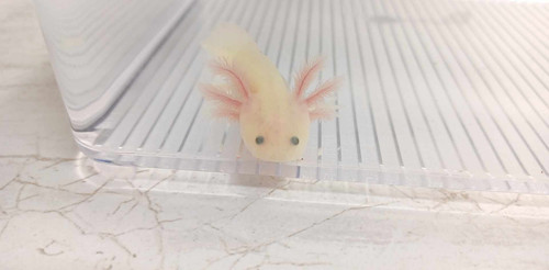 Roachy Cloudcough (3" Lightly Speckled GFP Lucy) | Mysite