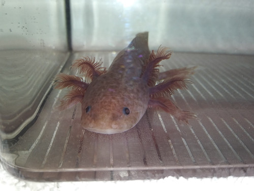 Quackadilly Blip (5" Copper Axanthic) | Mysite