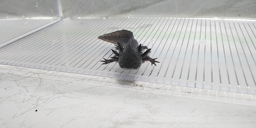 Fluffy Bunny Nightmare(4" Dark / Black Melanoid) | Mysite