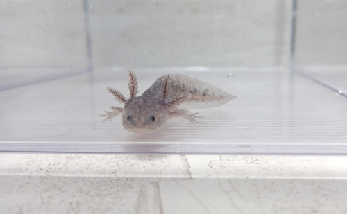 Wacky Tobaccy (3" Axanthic) | Mysite