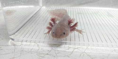 Bussin (4" Copper Axanthic) | Mysite