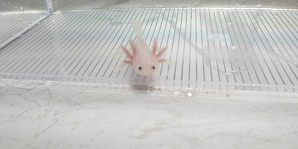 Saylor Twift (3" Lucy ) | Mysite