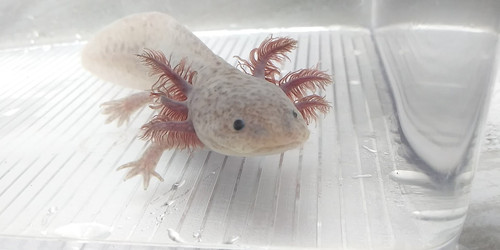 Flexible Stain (5.5" GFP Copper Axanthic) | Mysite