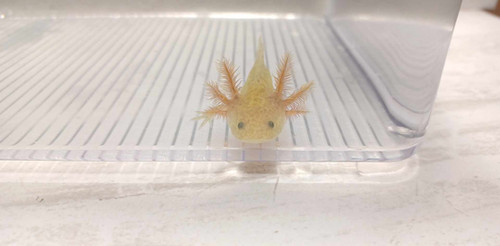 Major Payne (4" GFP Copper HET HYPO) | Mysite