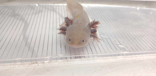 Waffle Mix (6.5"-7"Copper Axanthic / Subtle Mosaic) | Mysite