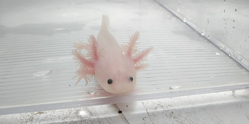 Di O'Bolic (4" Lucy) | Mysite