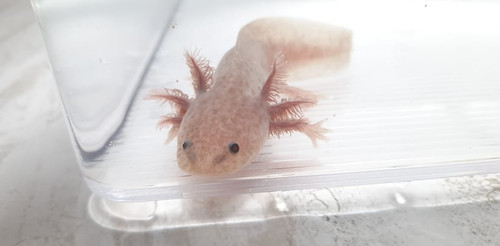 'Rari (4" Copper Axanthic) | Mysite