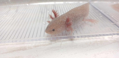 Flamingo Fart (5.5" Copper Axanthic) | Mysite