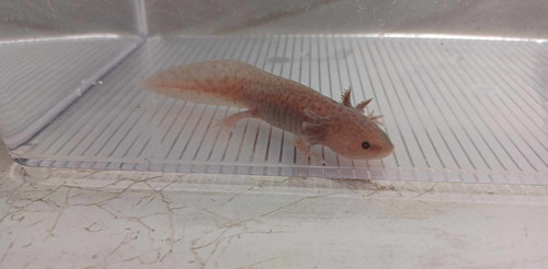 Teenage Dirtbag (4" Copper Axanthic) | Mysite