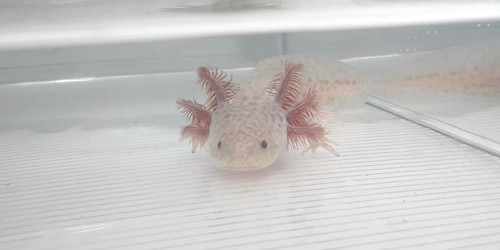 Seattle Mariners (5" GFP Copper Axanthic) | Mysite