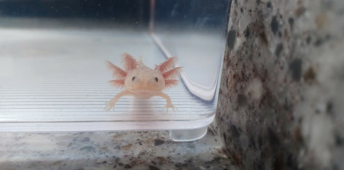 Stinkle Flap (3.5" Light Axanthic Copper) Het Hypo | Mysite