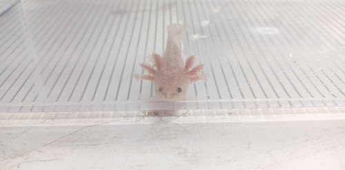 Mind Mender(3" Copper Axanthic) | Mysite