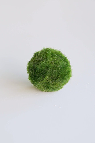 [ADD-ON] Marimo Mini (2-3cm) | Mariimo Co.