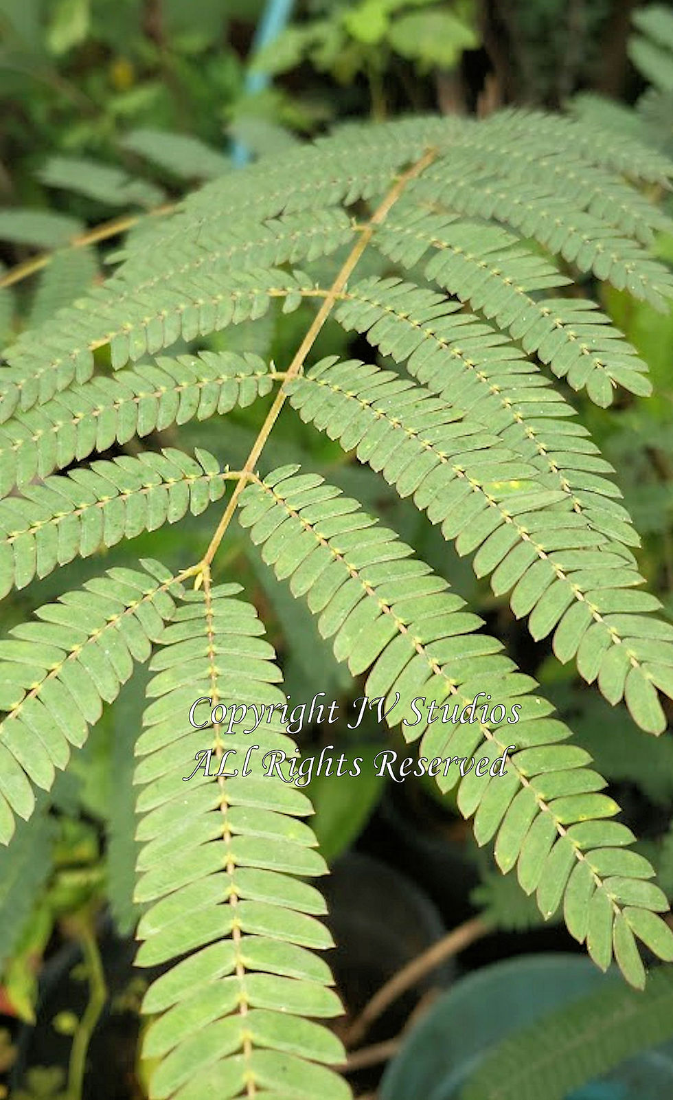 Tropical Seeds- Serendipity Seeds