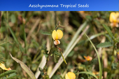 Tropical Seeds -Aeschynomene Aspera 50 Seeds | Serendipity Seeds