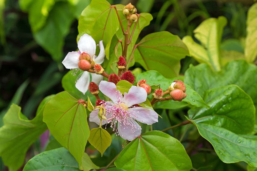 Bixa orellana Lipstick tree Seeds Annatto | Serendipity Seeds