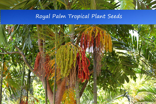 Tropical Seeds - Royal Palm-20 Seeds | Serendipity Seeds