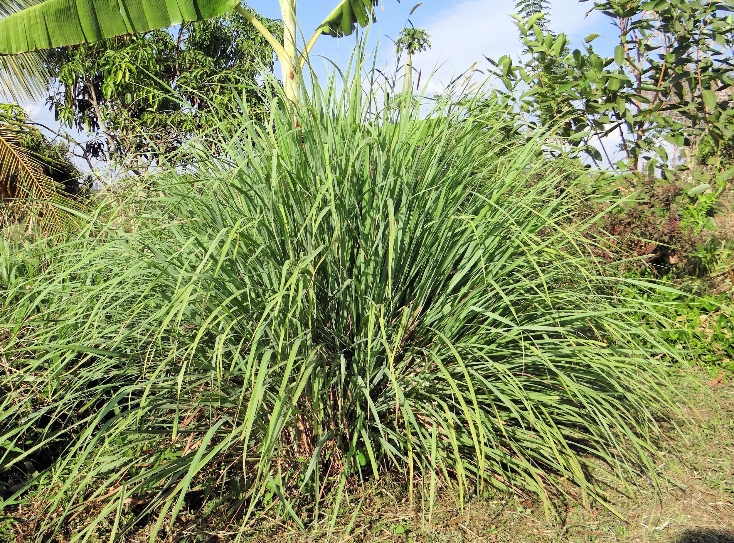 Cymbopogon martinii - Palmarosa Grass Seeds | Rare Quality Seeds