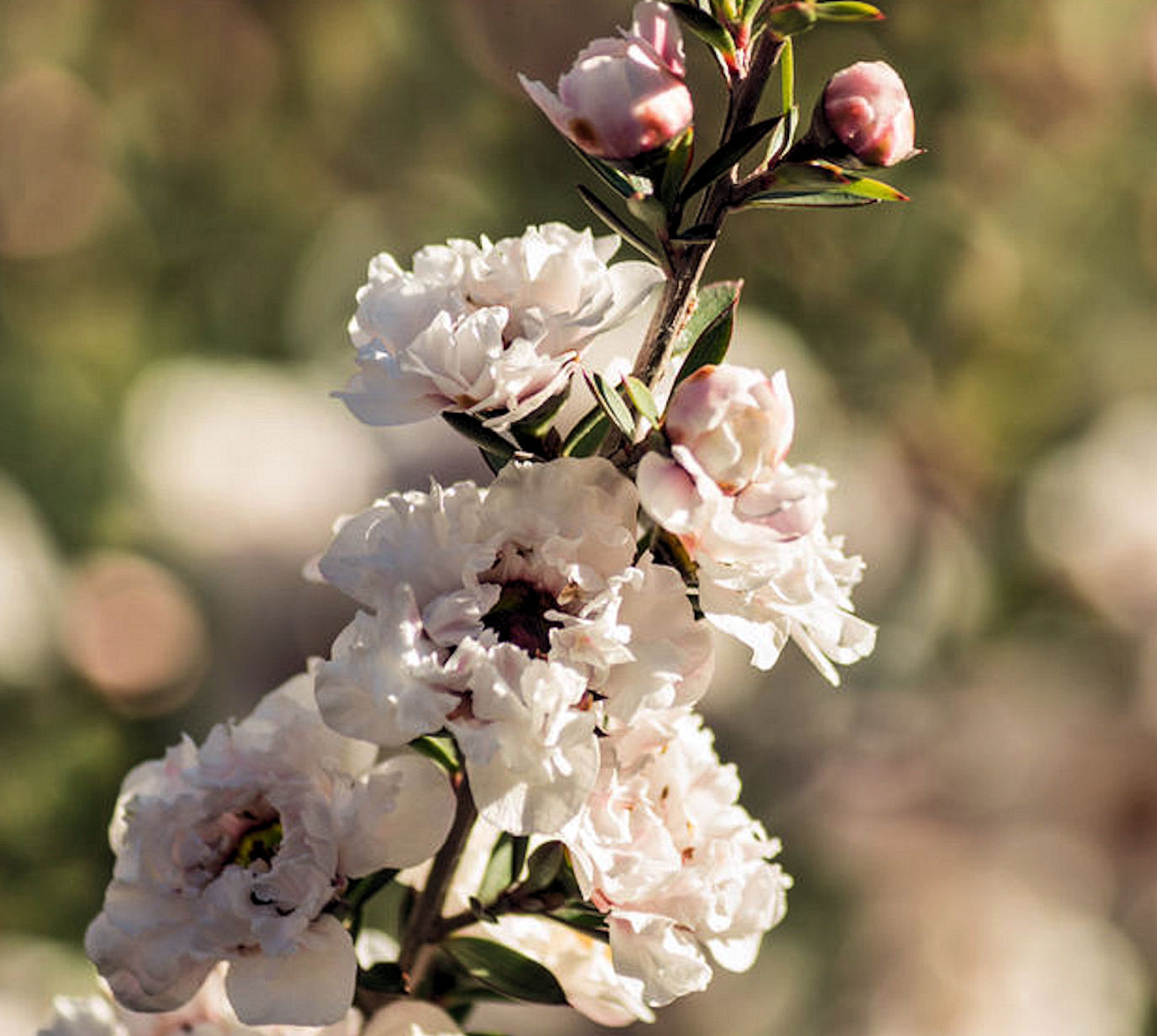 Leptospermum scoparium Manuka Tea Tree Seeds | seeds