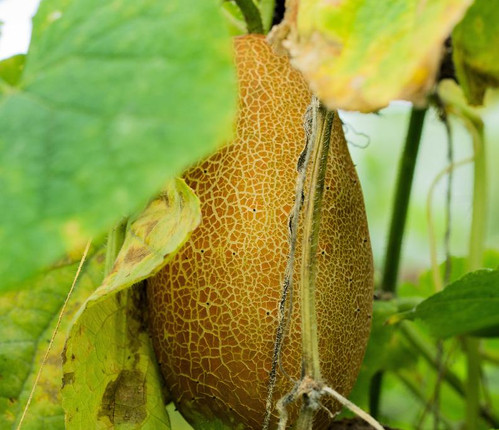 Poona Kheera Cucumber- 10 seeds - Rare Vegetable Heirloom | Serendipity ...
