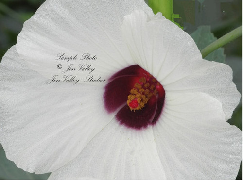 Flower Seeds - Serendipity Seeds