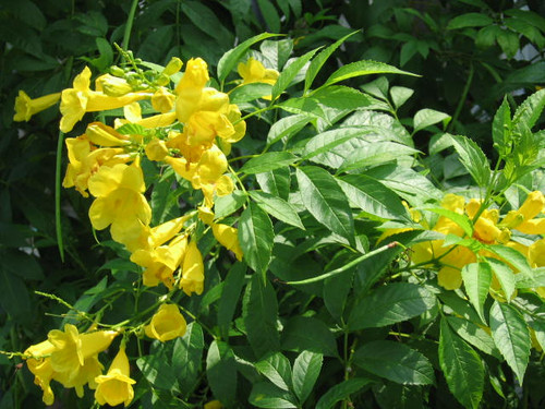 Tecoma stans Yellow Bells 10 Seeds Pack | Serendipity Seeds