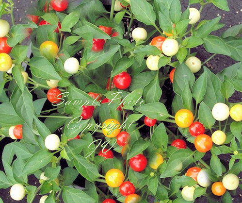 Round Marble Pepper 10 Hard to find Premium Seeds | Serendipity Seeds