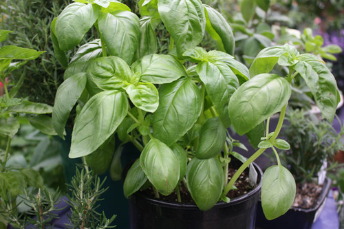 Italian Large Leaf Basil 100 Seeds | Serendipity Seeds