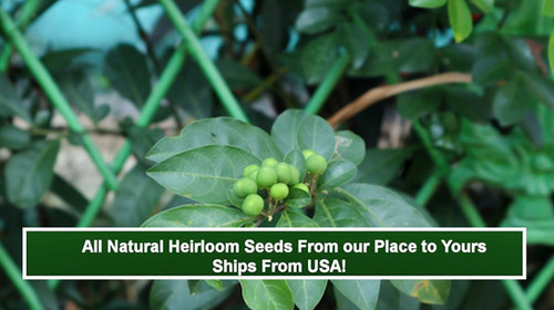 Be Still Tree -10 Seeds -Rare Tropical for Container growing ...