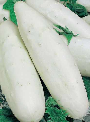 White Wonder Cucumber Heirloom Garden Seeds | Serendipity Seeds
