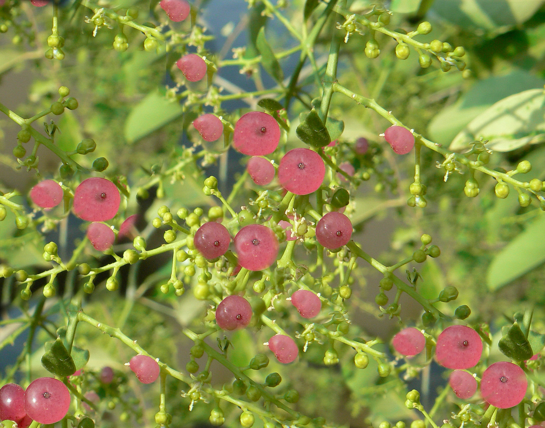 Salvadora oleoides Bada Peelu 5 Rare Seeds | seeds