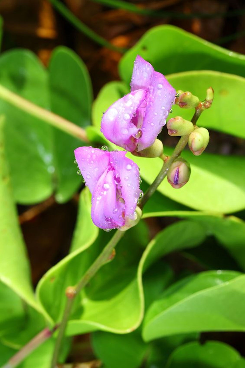 Bean Seeds - Serendipity Seeds