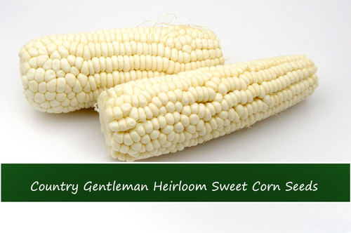 Vegetable Seeds-Country Gentleman- 20 Heirloom Corn SEEDS | Serendipity ...