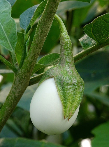 20 Heirloom Seeds -Ornamental Eggplant Golden Eggs -Ripens White to ...